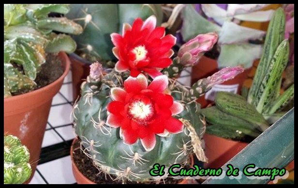 El Cuaderno de Campo: Cactus que han dado flor en mayo: Rebutia ...