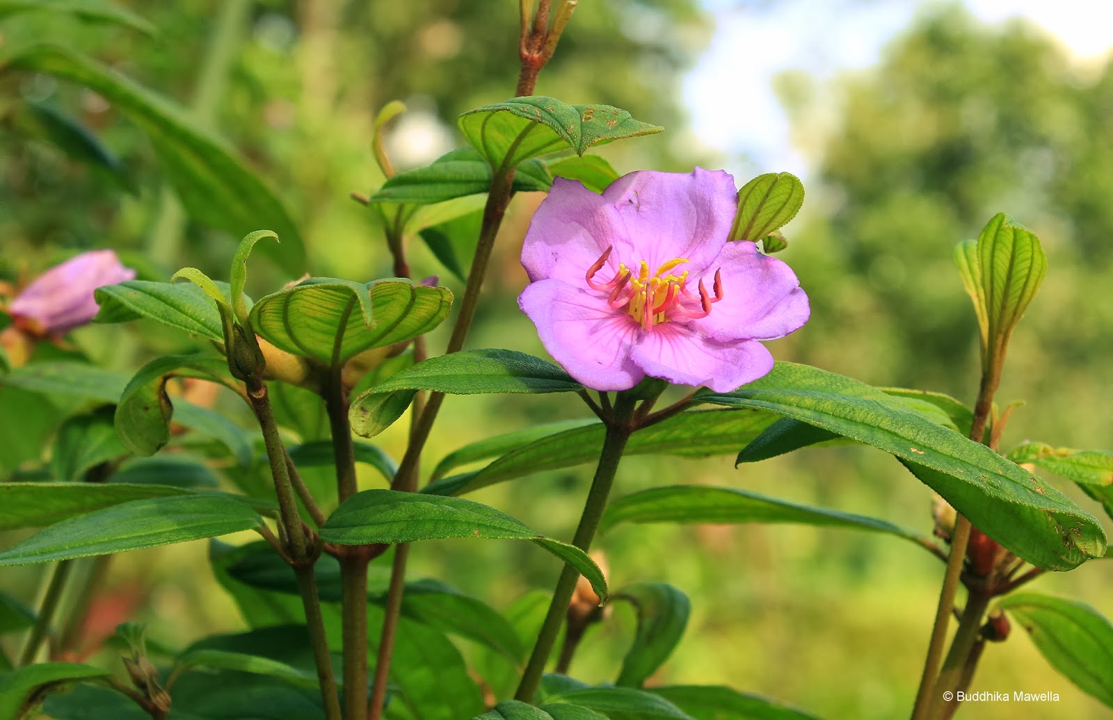 Lanka Nature Summary: Malabar Blackmouth (Melastoma malabathricum)