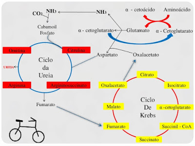 Bioquímica UFPR: CATABOLISMO DE PROTEÍNAS E CICLO DA URÉIA