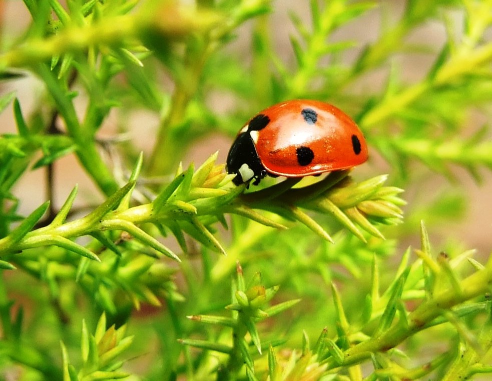 Beautiful Ladybird in the World