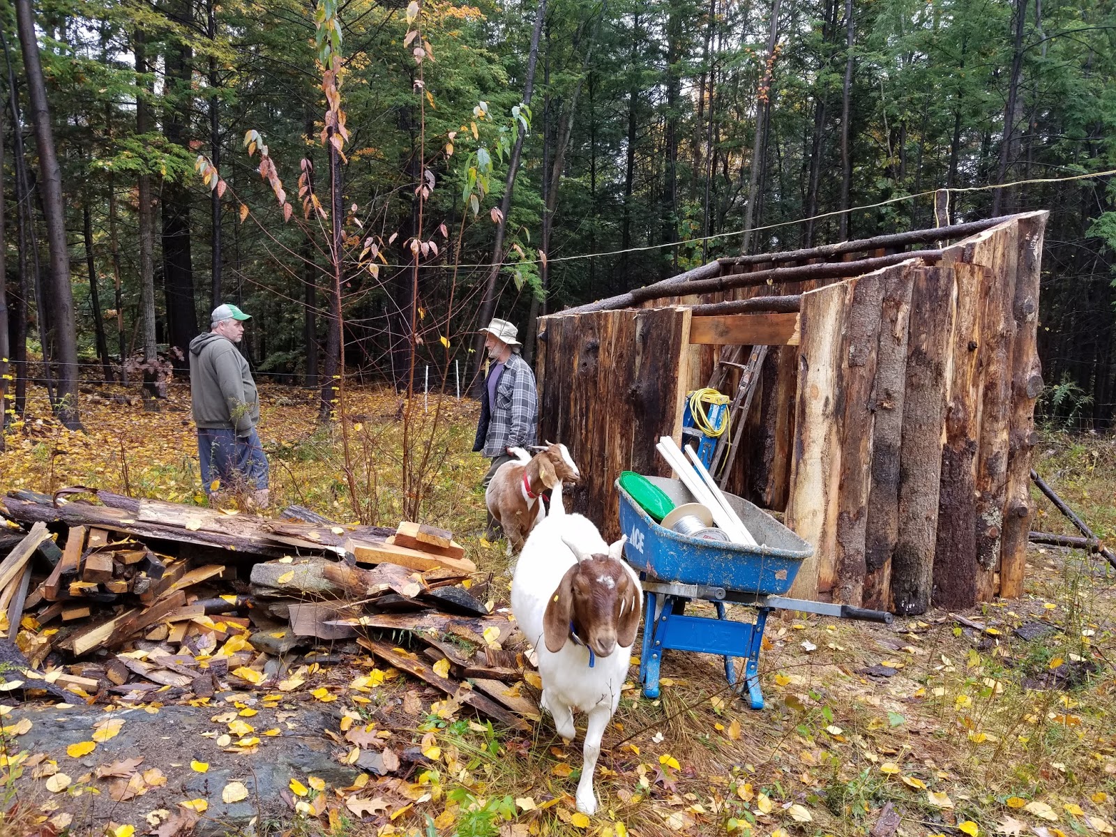 Linda Marcille, Fine Art ~ Crow House Studio: New Goat Hut For Upcoming ...