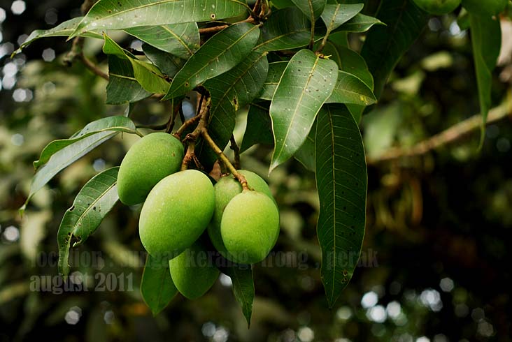 Absolutely Emy: Buah Mempelam