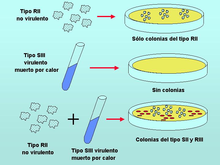 Temas: Estructura de los acidos nucleicos. DNA