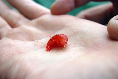 Charismatic Microfauna: Denizens of the Deep