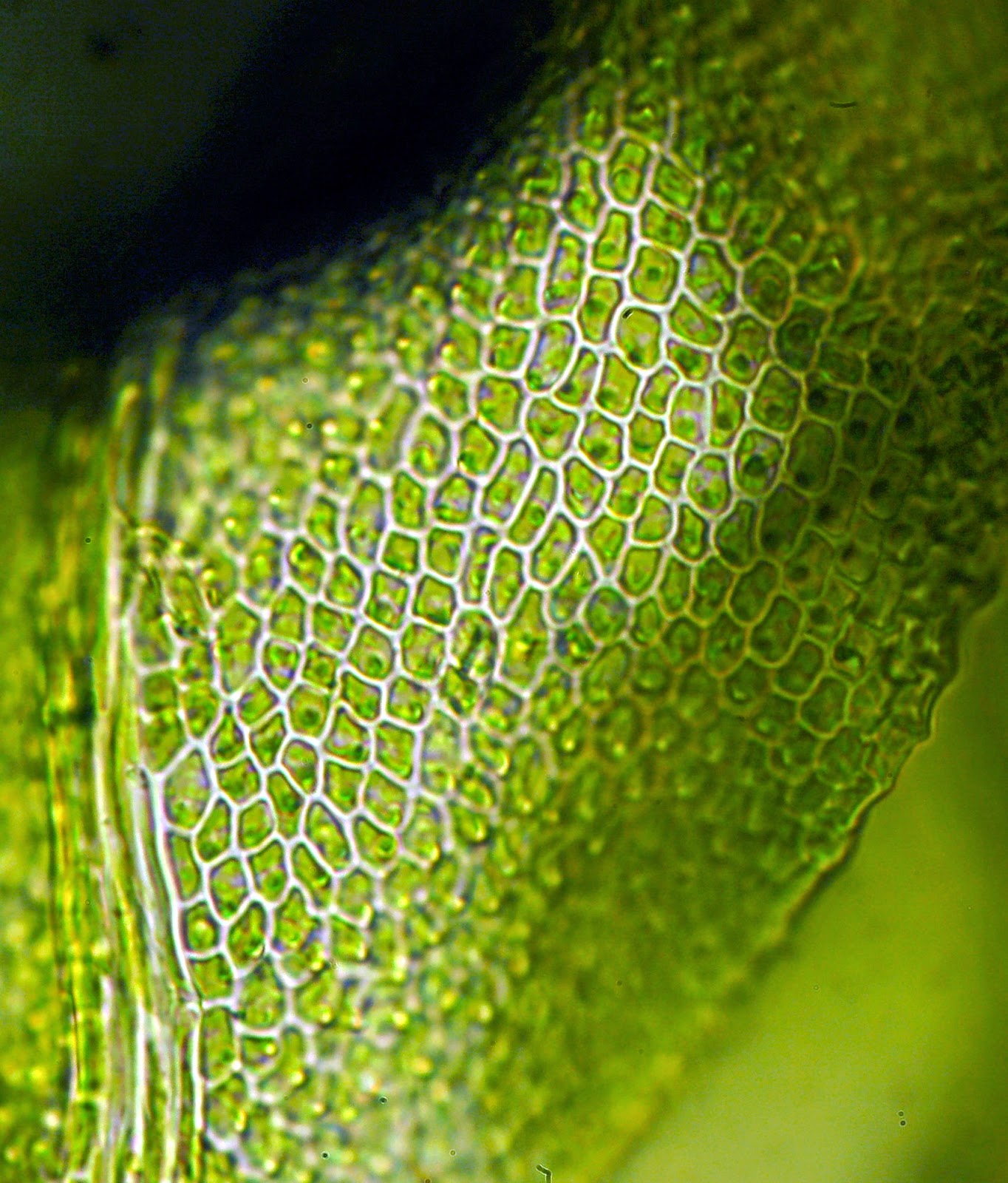 Botany Professor: Mosses of Central Florida 11. Haplocladium microphyllum