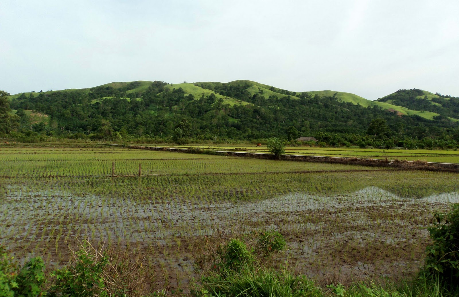 Pelaihari Ulun: Pesona Keindahan Menuju dan di Pantai Batakan Pelaihari