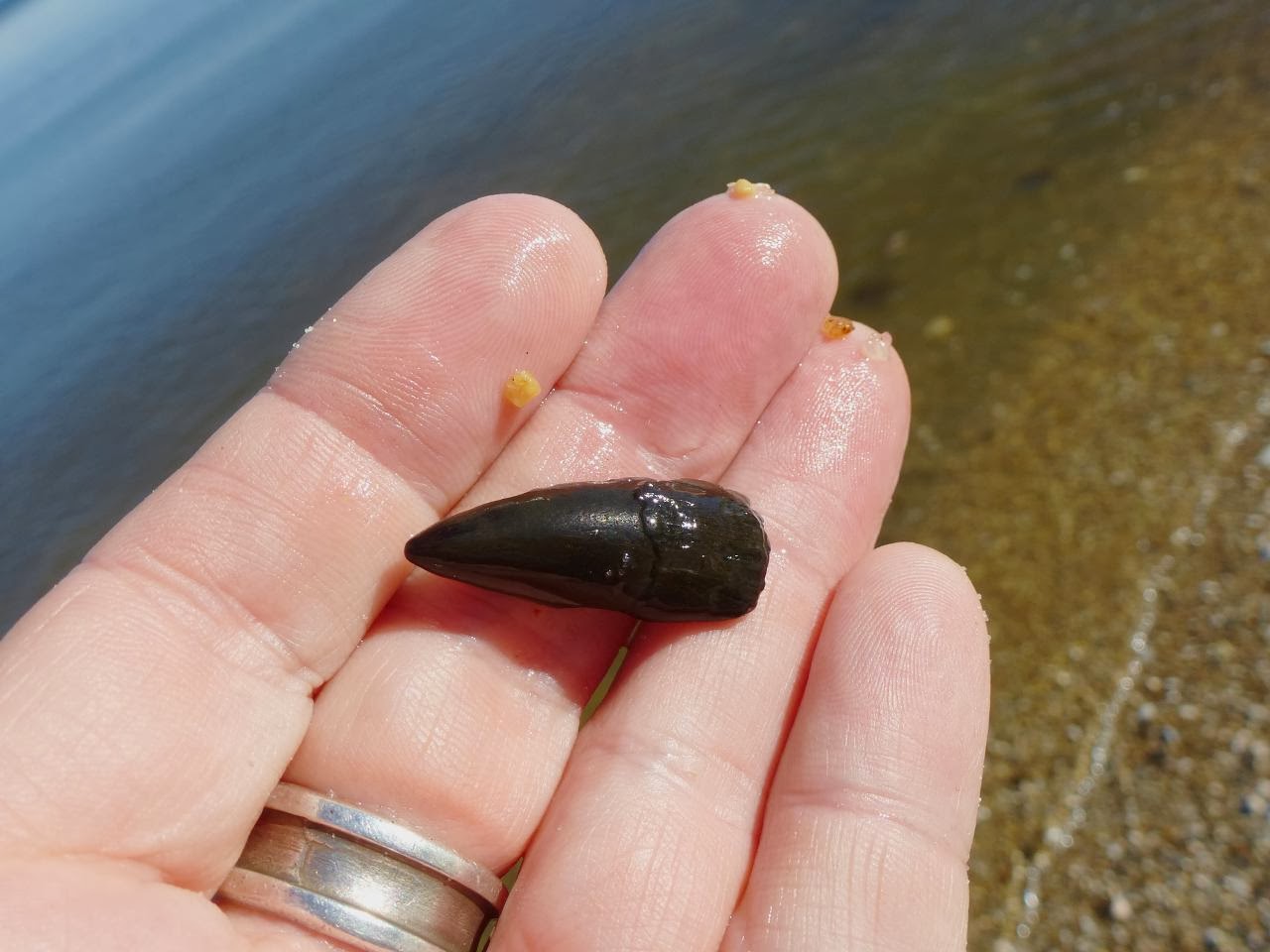 A View from the Beach: Swans and Teeth at the Beach