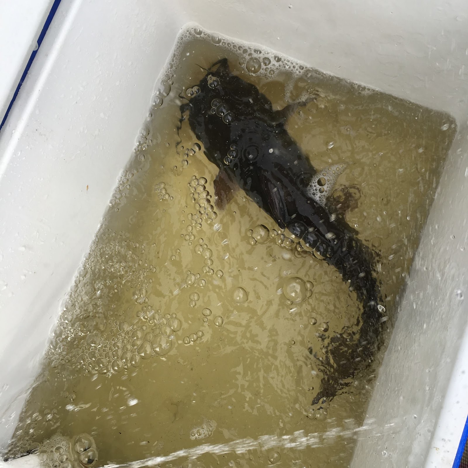 The Wondering Southern Boy