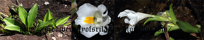 Biodiversity of Sri Lanka: හරන් කහ [Haran kaha] (Curcuma albiflora)