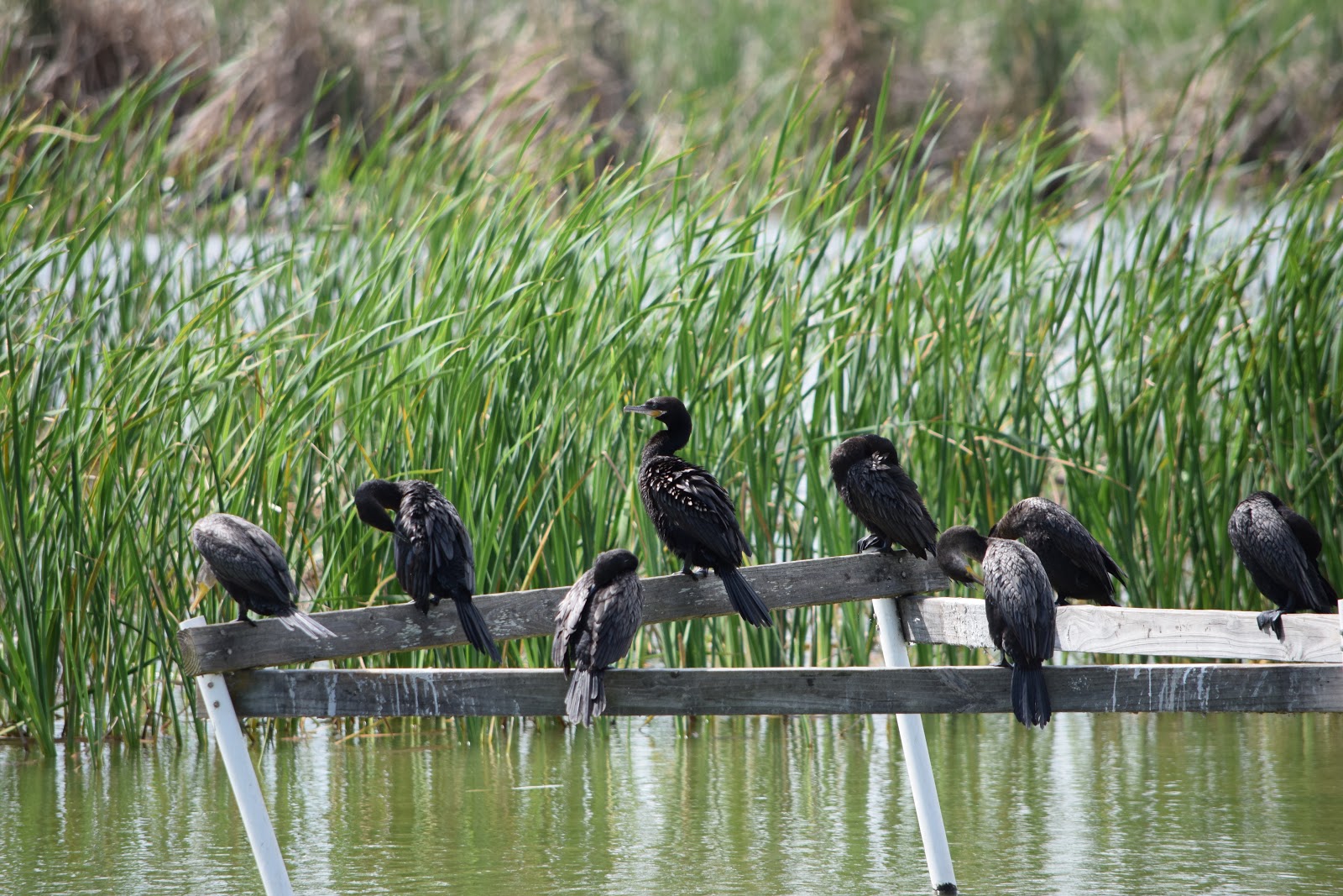 Natural Weekends - Migratory Birds In South Texas - The Soundings