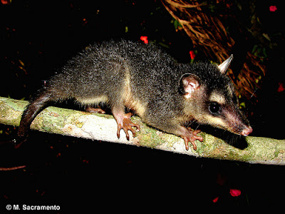 Argentina nativa: Comadreja cuatro ojos (Philander frenatus)