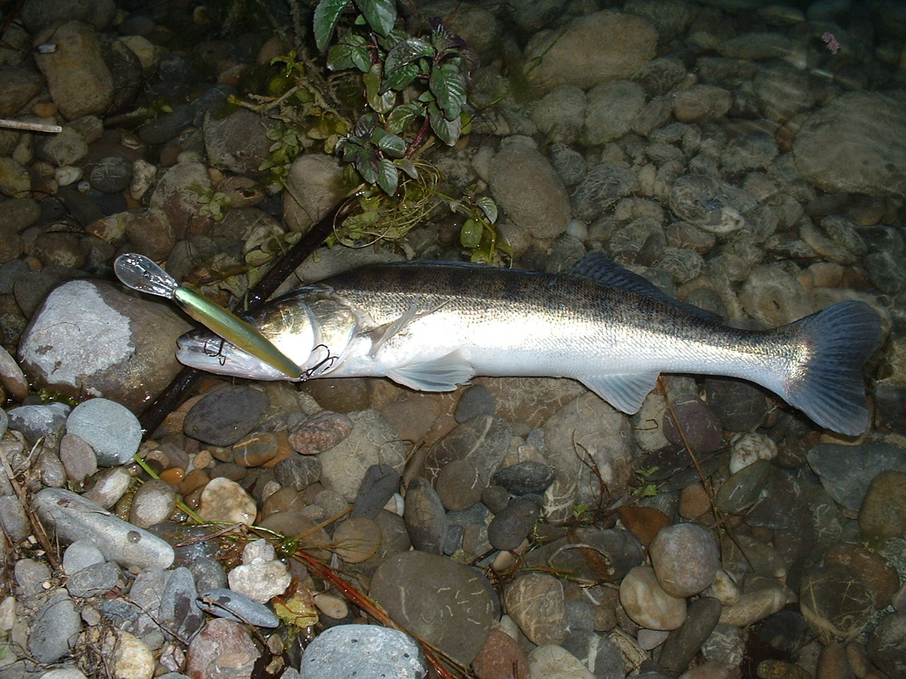 made for fishing: VOBLERE SALAU