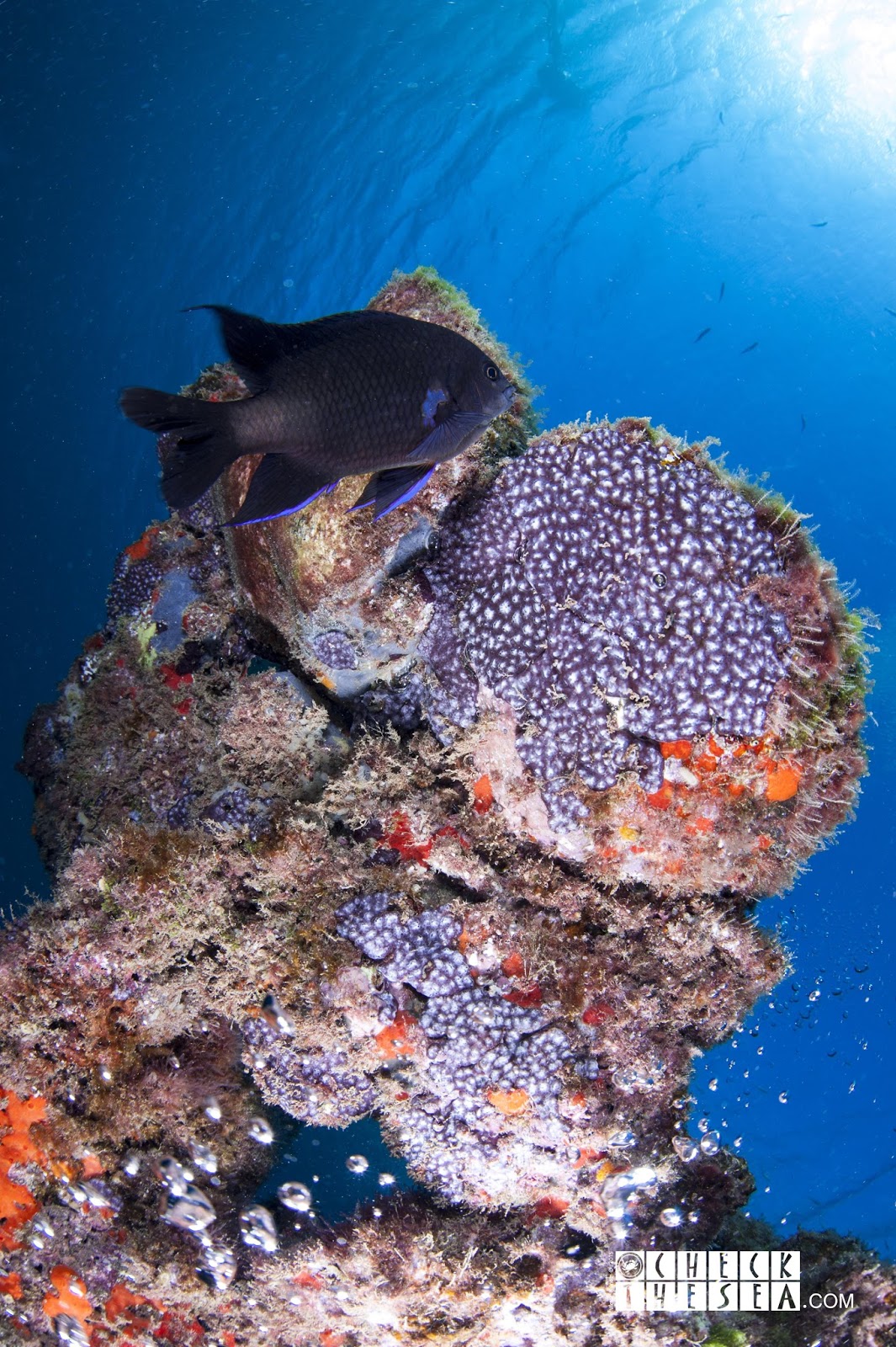 Check the Sea. Web de buceo y fotografía submarina de las Islas ...