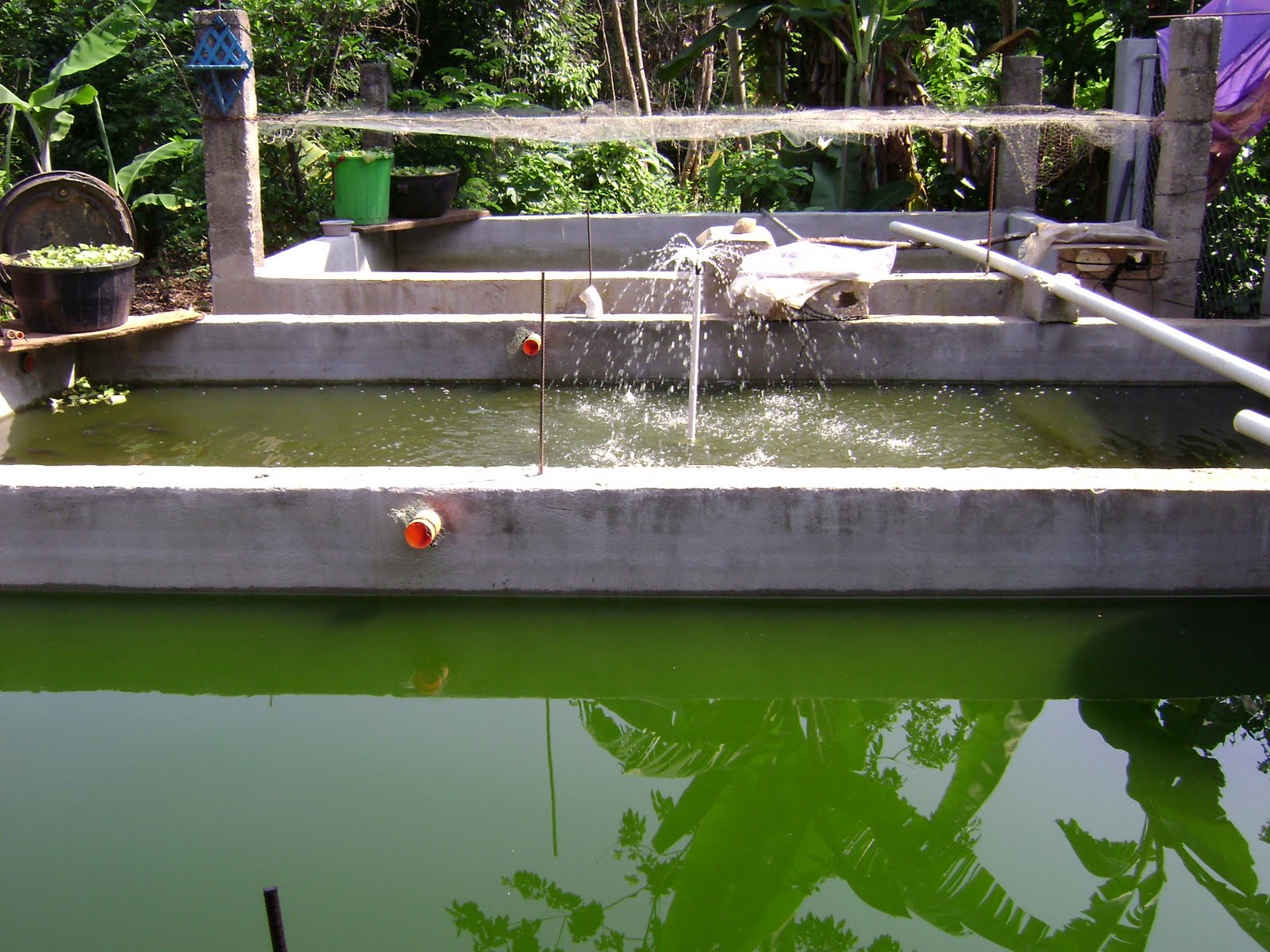 otto. f: fotos de mis estanques de tilapias
