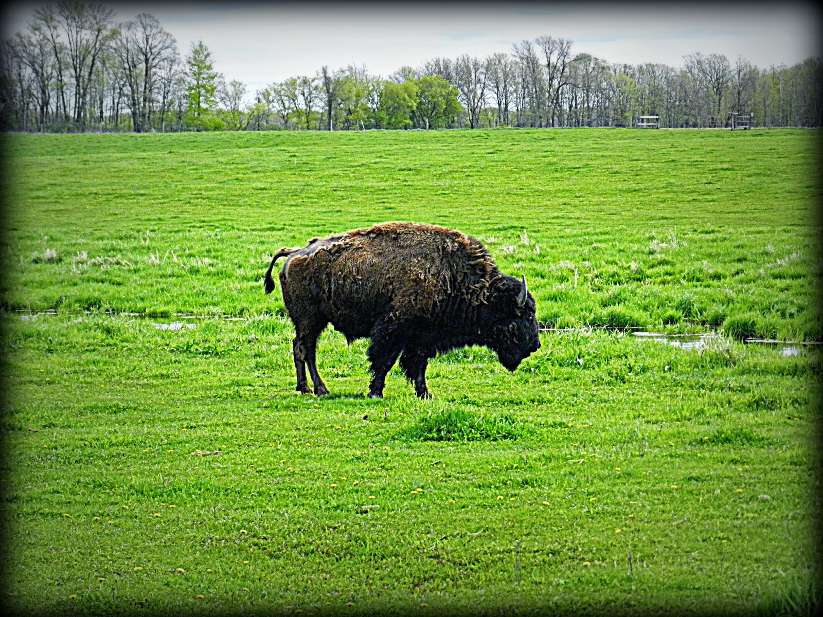 K-One's Photography: Buffalo