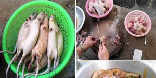 WASPADALAH, SEKARANG BANYAK PEDAGANG MAKANAN MENGOLAH DAGING TIKUS ...