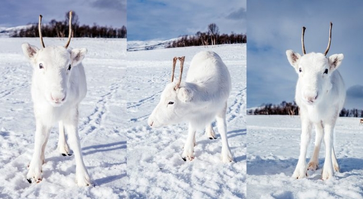 White Wolf : Extremely rare white baby reindeer almost disappears into ...