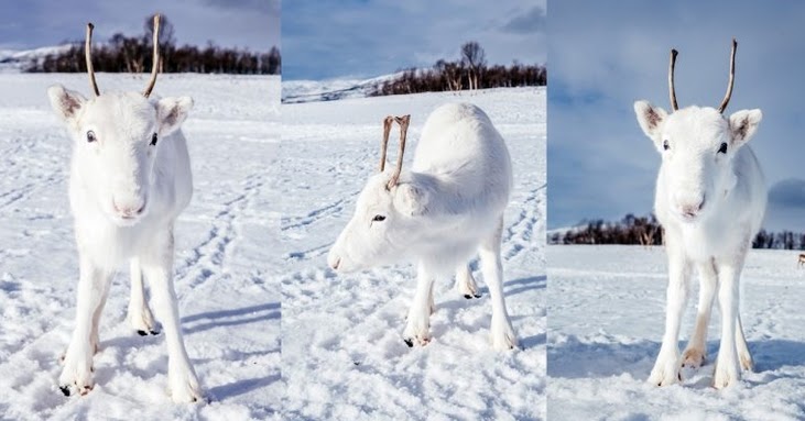 White Wolf : Extremely rare white baby reindeer almost disappears into ...