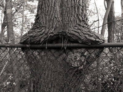 A Photographer's Argota photographer's argot: Pee & Tree