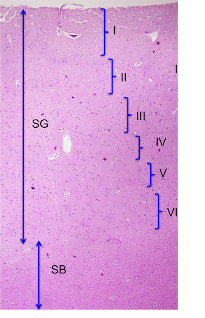 SOS BIOLOGIA CELULAR Y TISULAR: TEJIDO NERVIOSO. CORTEZA CEREBRAL ...