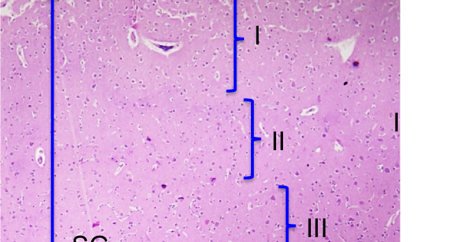 SOS BIOLOGIA CELULAR Y TISULAR: TEJIDO NERVIOSO. CORTEZA CEREBRAL ...