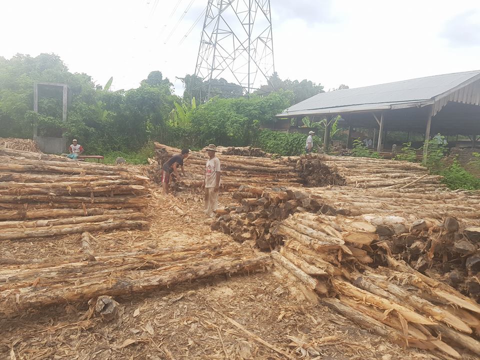 Agen jual kayu dolken gelam, jual kayu dolken gelam cerucuk, jual kayu ...