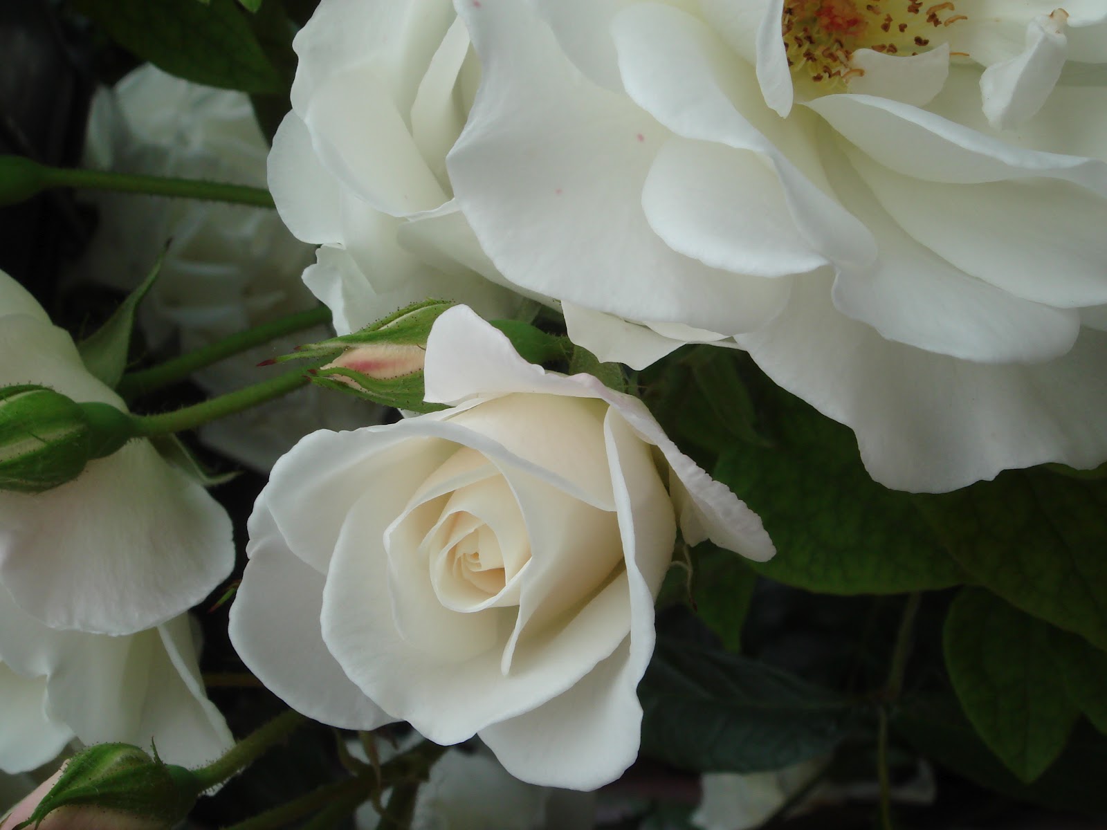 Il giardino delle Naiadi: ROSA ROSAE