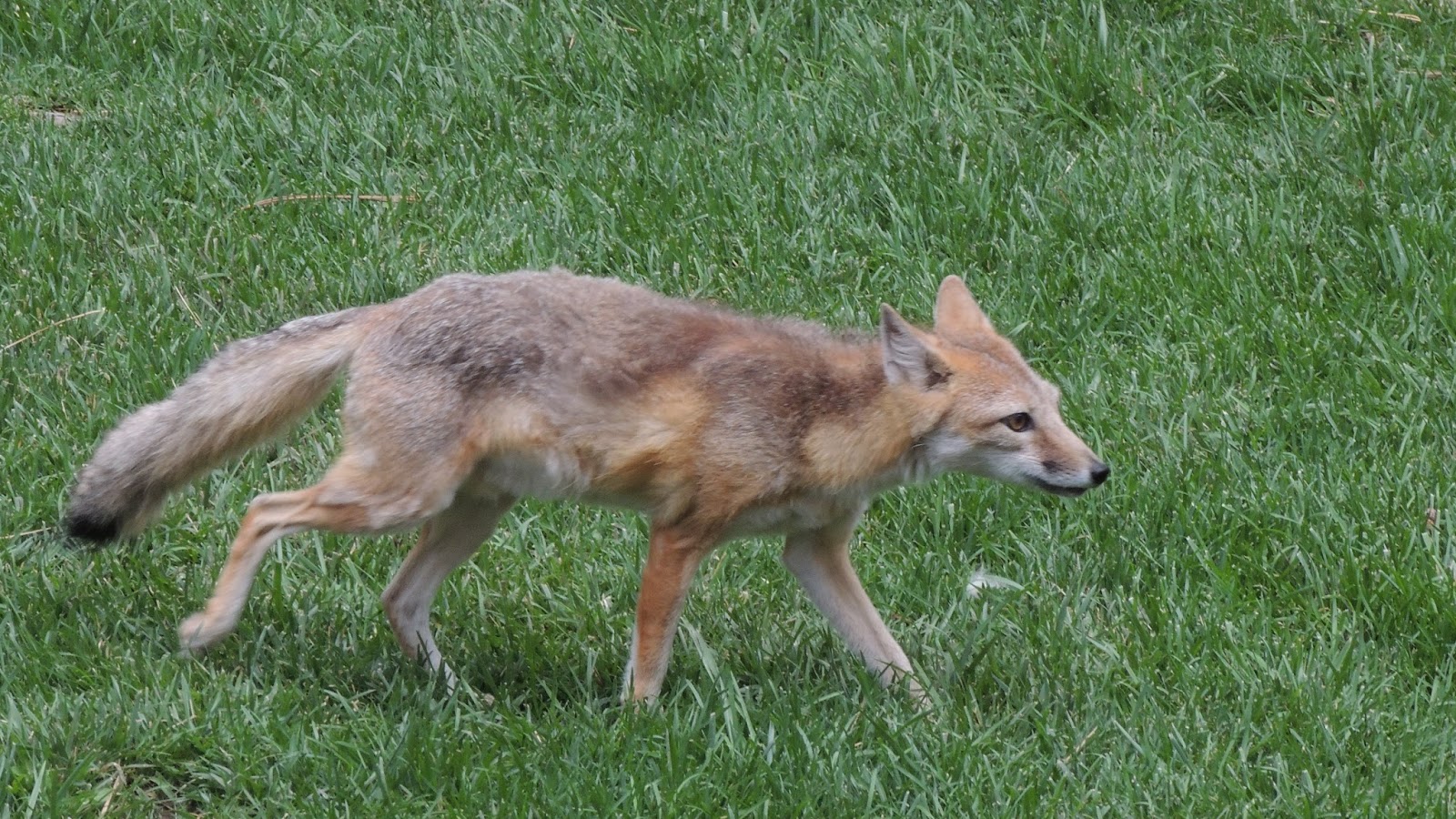 The Travelers Two: Red Fox, Swift Fox, Peacocks, Porcupines, Badgers ...