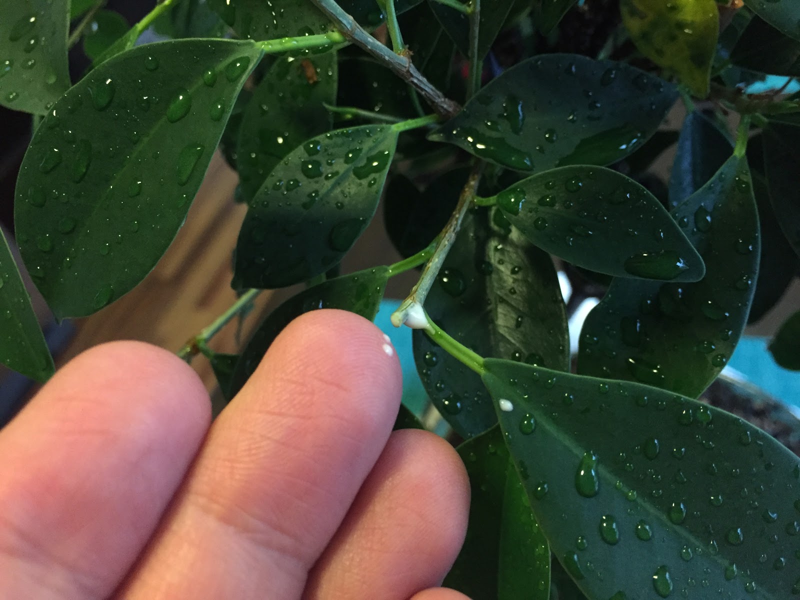 Golden Gate Ficus Trim and Shower [Backyard Neophyte Landscaping Blog]