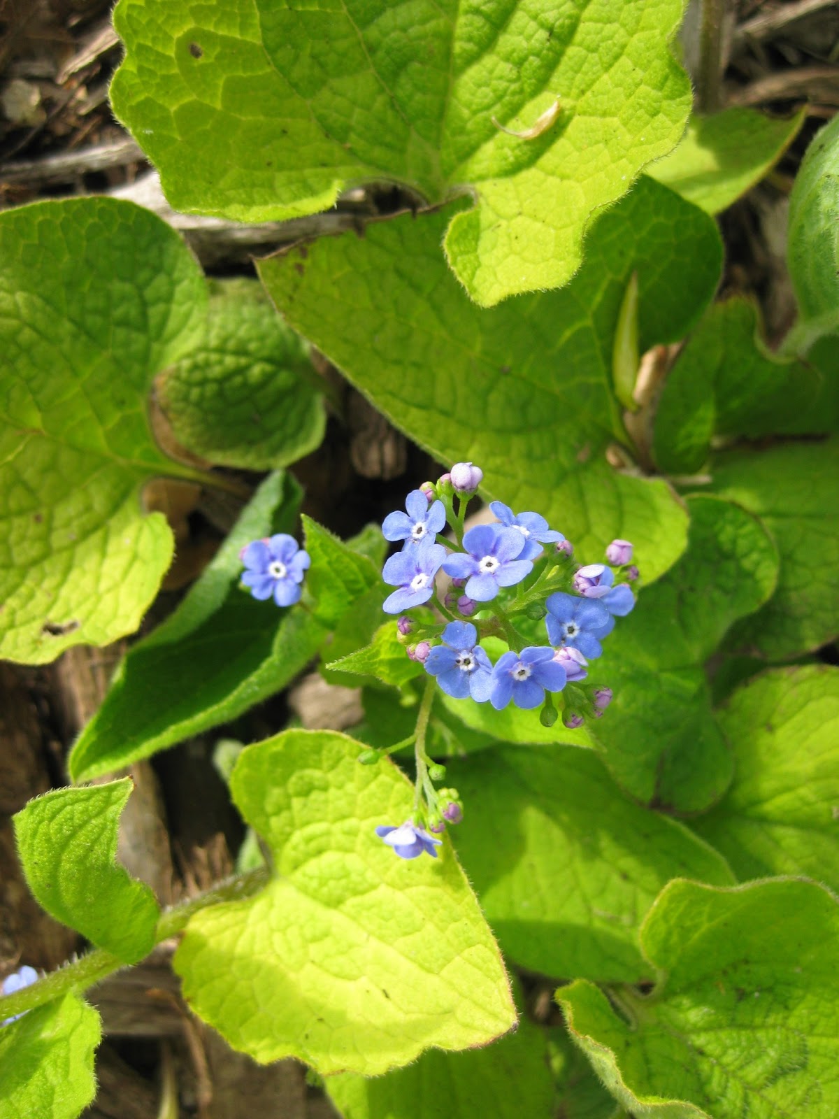 Rotary Botanical Gardens - Hort Blog: Brunneras for Fun (and Function)!