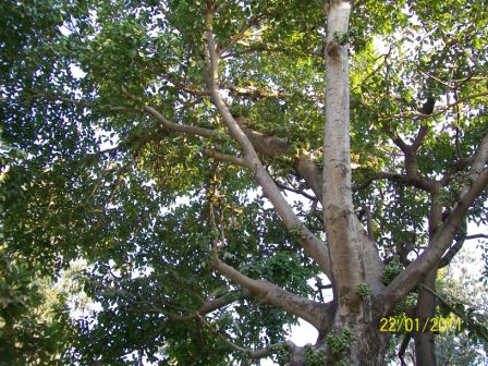 Prakruti -Mother Nature: No 001--dt 25nd Dec 2010- OUDAMBER Tree-