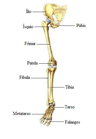 ANATOMIA E FISIOLOGIA: Ossos da Perna