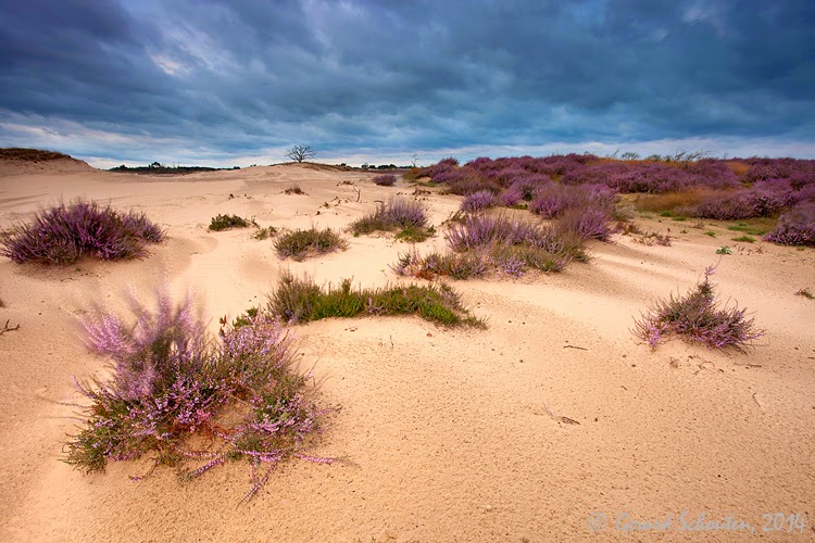 Gerard Schouten Nature Photography: Strabrechtse Heide