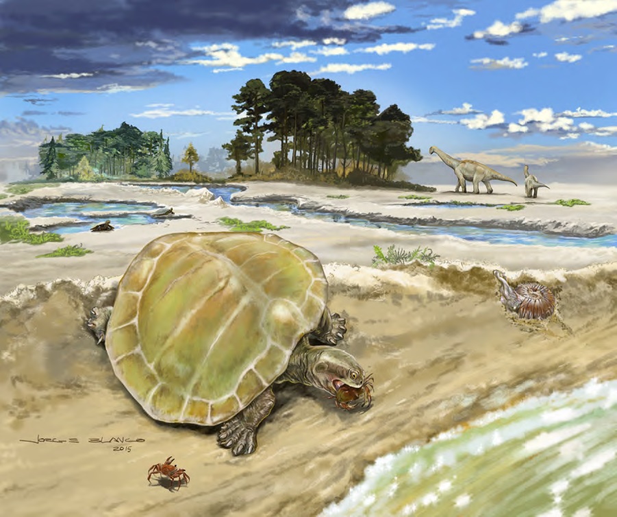 Paleontología en Colombia: Leyvachelys cipadi, una nueva especie de ...