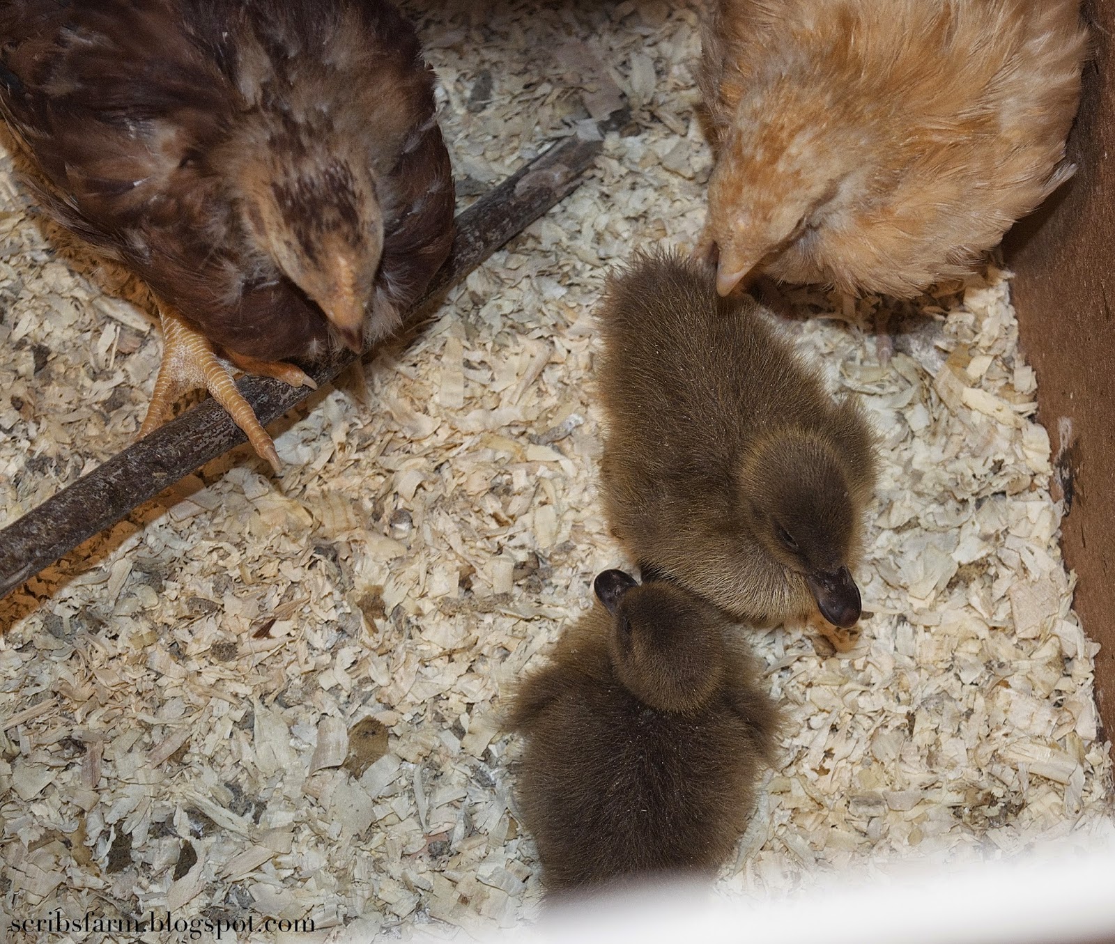 Scribs farm: Chicks 4 weeks