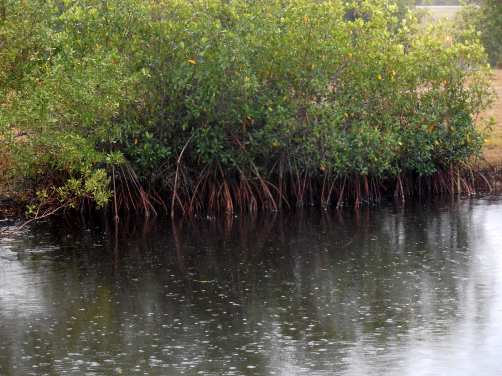 American Travel Journal: Big Cypress Swamp Welcome Center - Big Cypress ...