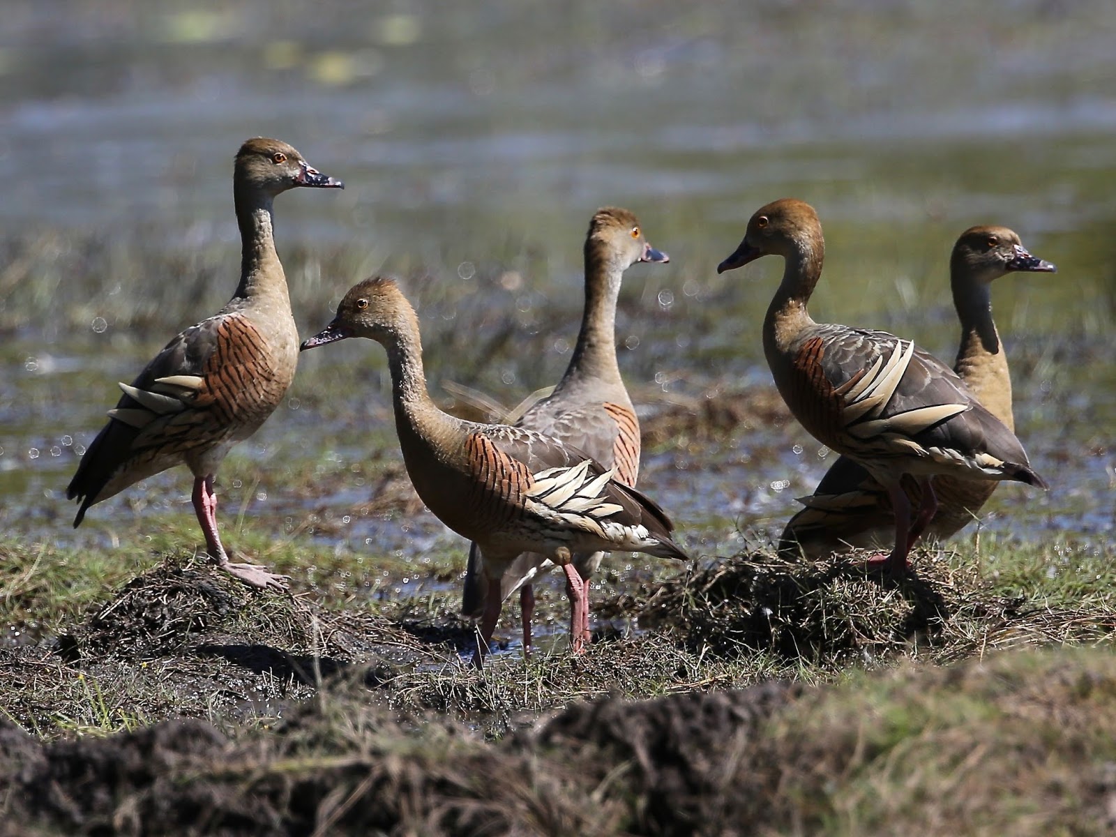 Avithera: Some Top End wetland birds