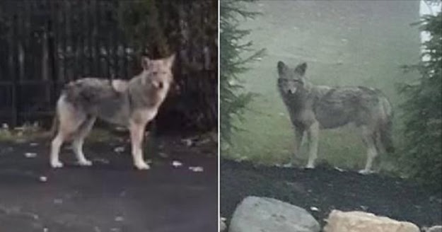 White Wolf : Majestic Coywolf (Coyote-Wolf Hybrid ) Spotted Roaming In ...