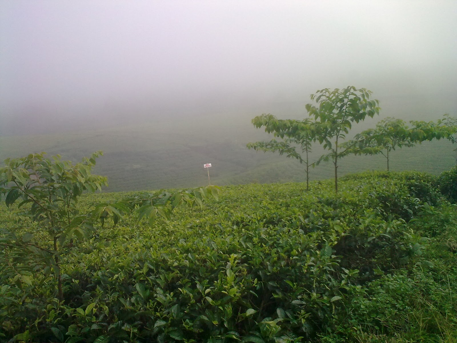 Kebun Teh Kabawetan, Kepahiang