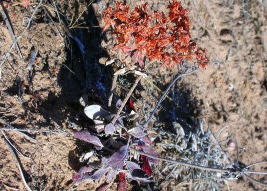 Nature Abhors a Garden: Antelope Sage