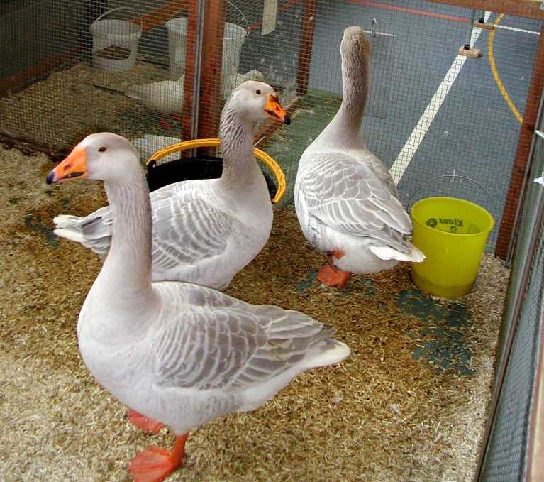 Breed Savers: Steinbacher Geese