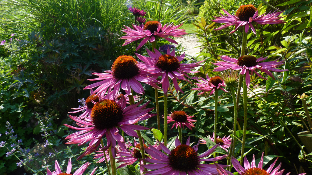 Høneballehaven på Samsø: Aftenhygge, solhatte og høstanemoner m.m.