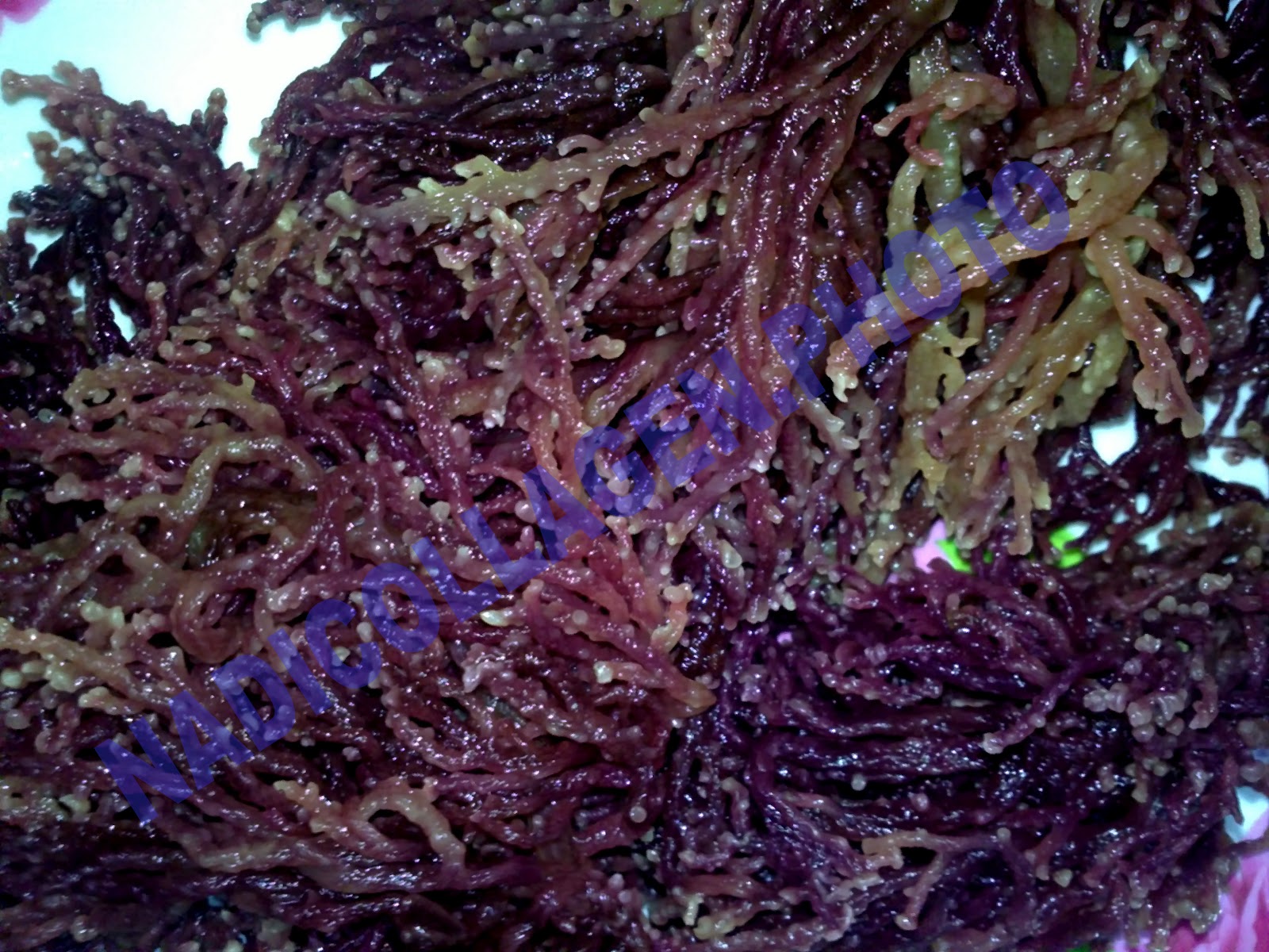 ITU KATA HATIKU: KHASIAT RUMPAI LAUT