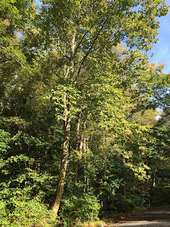 Washington DC Trees: The Scarlet Oak...in all her glory