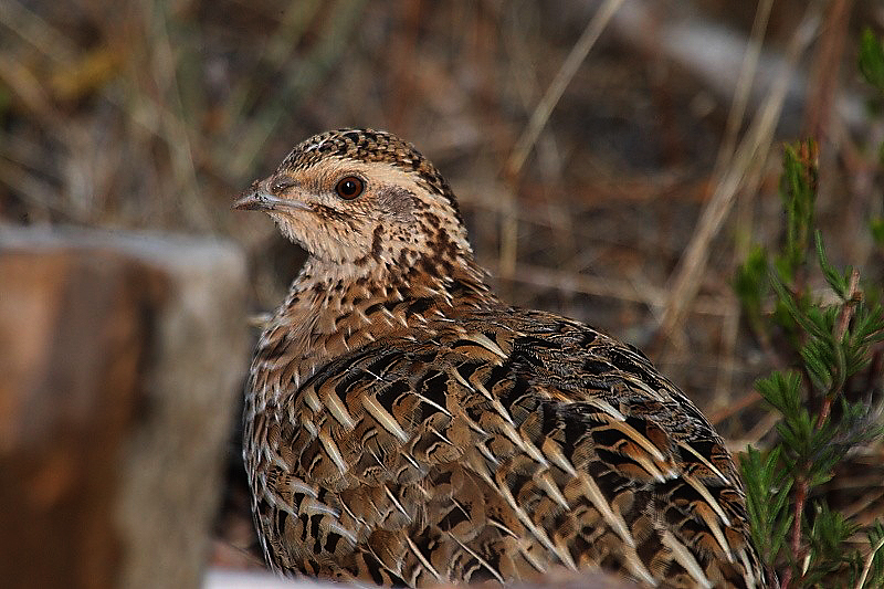 SEO-Salamanca: Ave de septiembre: Codorniz común