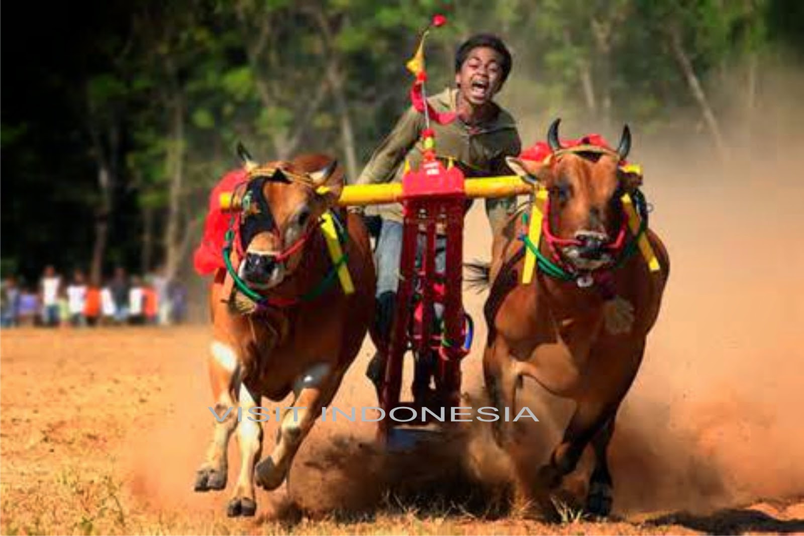 culture of INDONESIA: karapan sapi(cow racing)