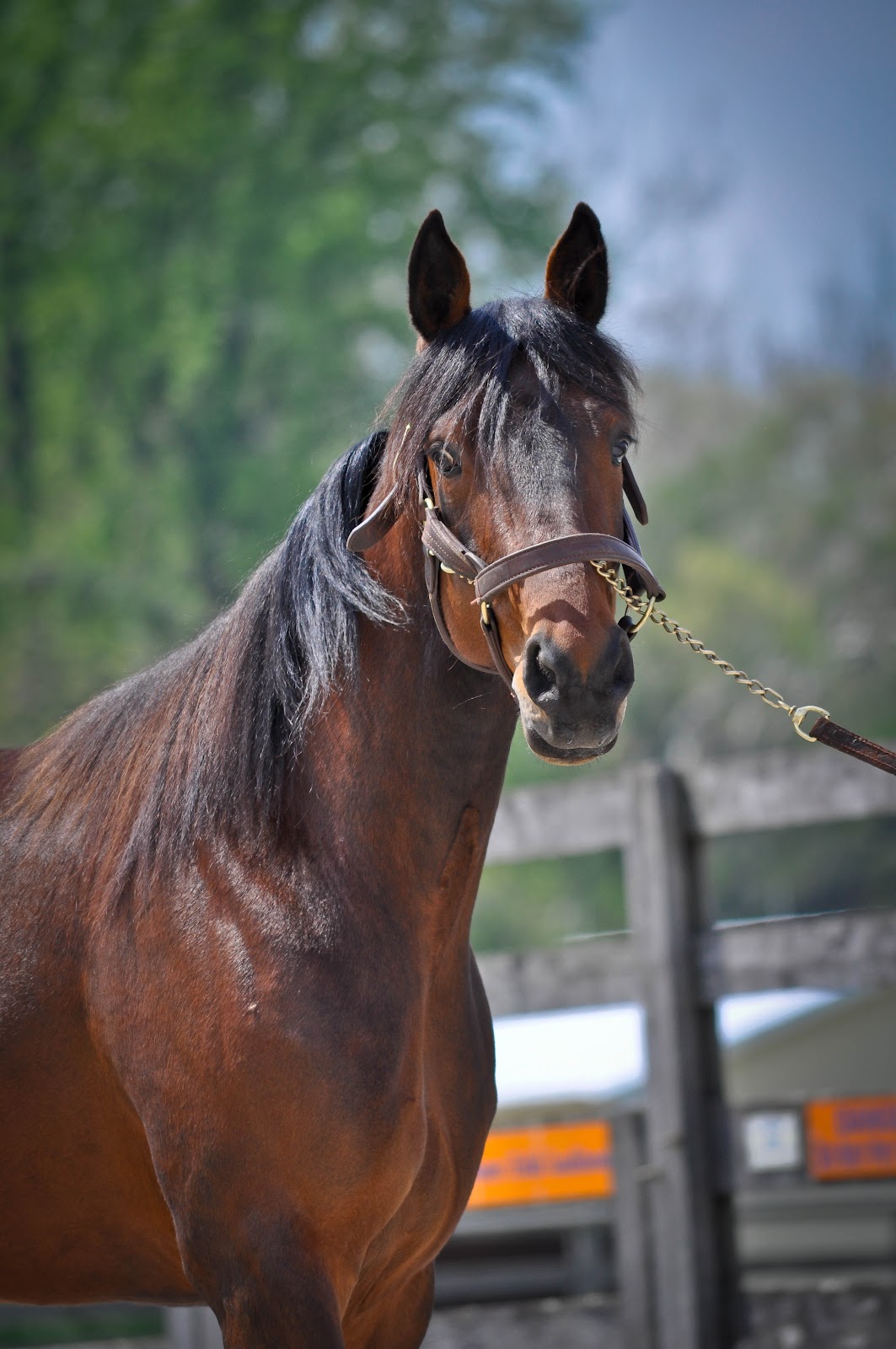 . Sarafina Photography: Standardbred Horses at Hanover Shoe Farms ...