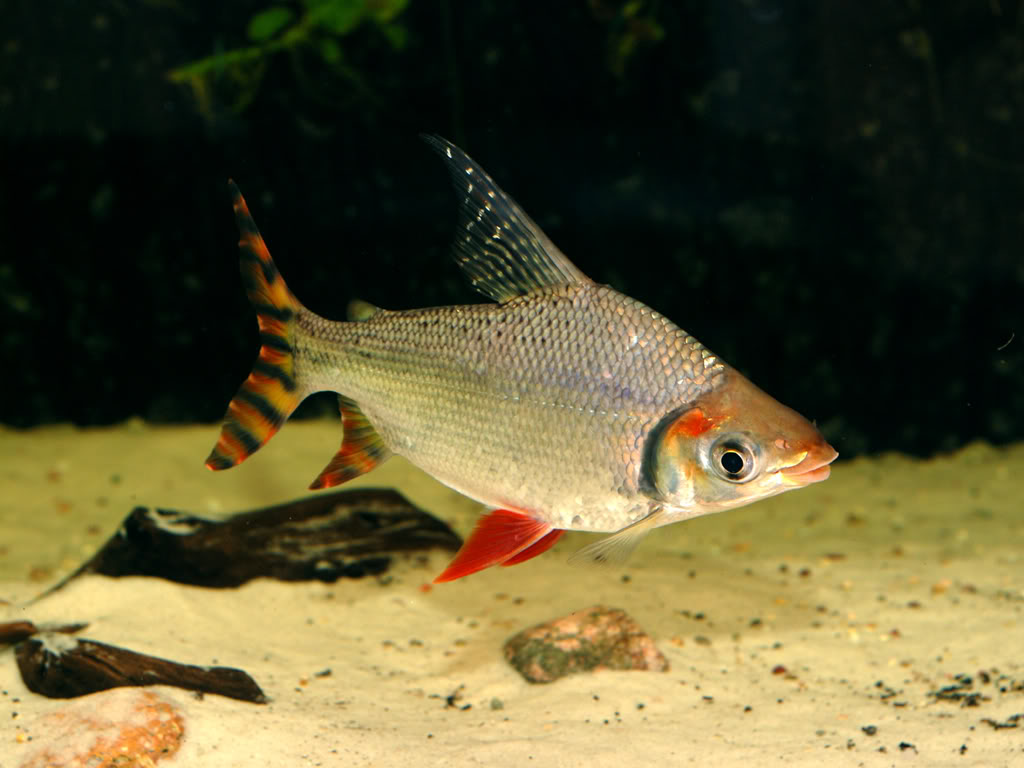 ZA FISH ACTION: Flagtail Characin (Semaprochilodus taeniurus ...