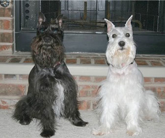 Schnauzer | Todo sobre perros | Razas de perros | Juegos para perros