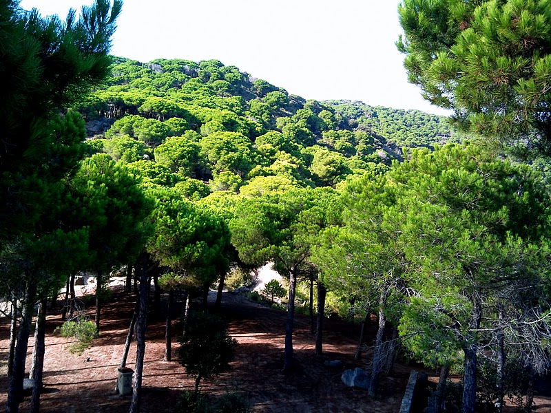 Árboles con alma: Pino piñonero. Pi pinyer. (Pinus pinea)